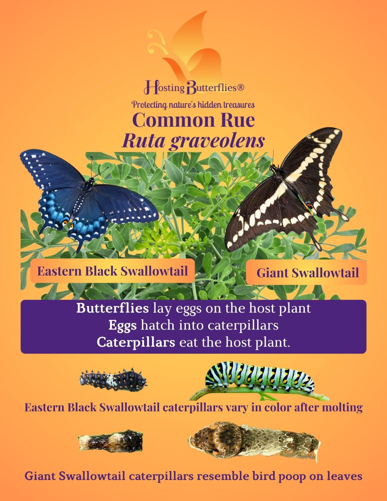 Common Rue - Eastern Black Swallowtail / Giant Swallowtail | Hosting ...